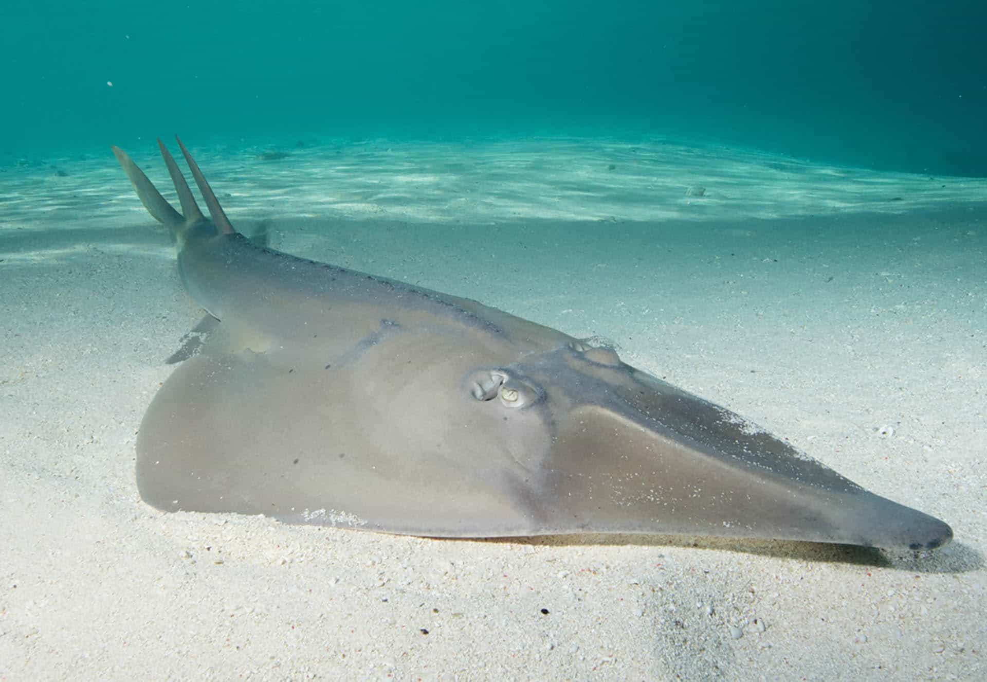 Workshop Reports - Important Shark Ray Areas