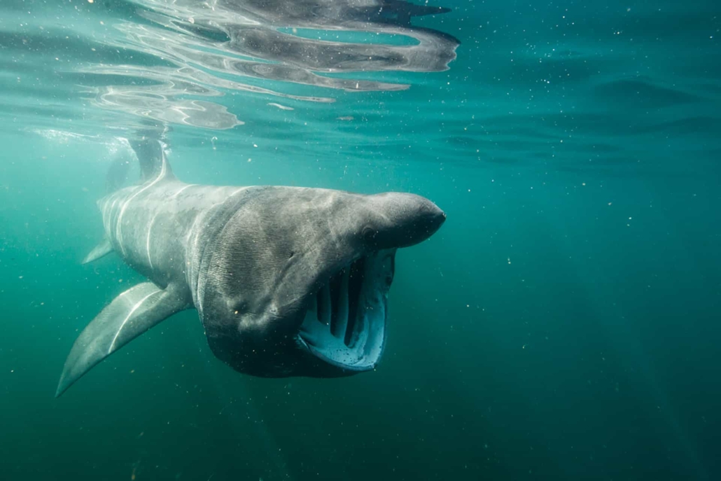 Regions - Important Shark Ray Areas