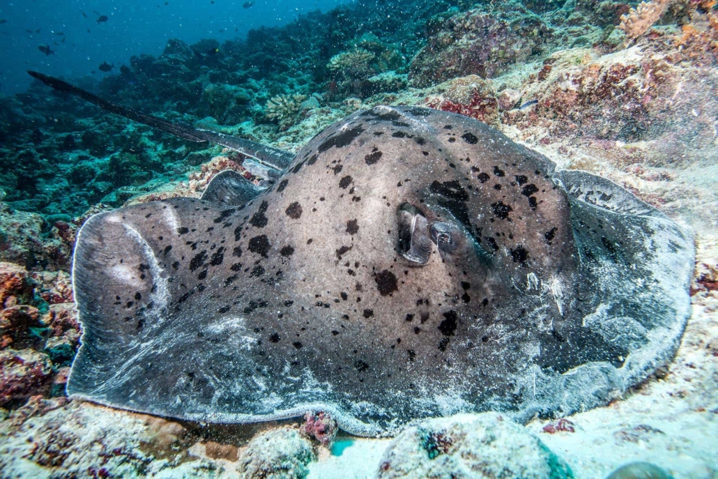 Team ISRAs (Important Shark and Ray Areas)