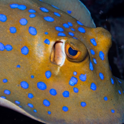 Important Shark and Ray Areas - a IUCN/SSC SSG project