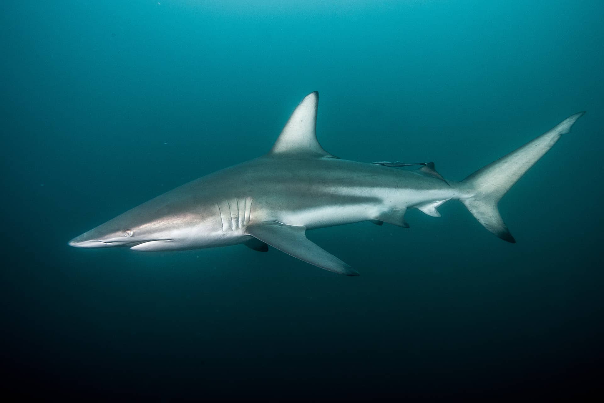 Review Panel - Important Shark Ray Areas