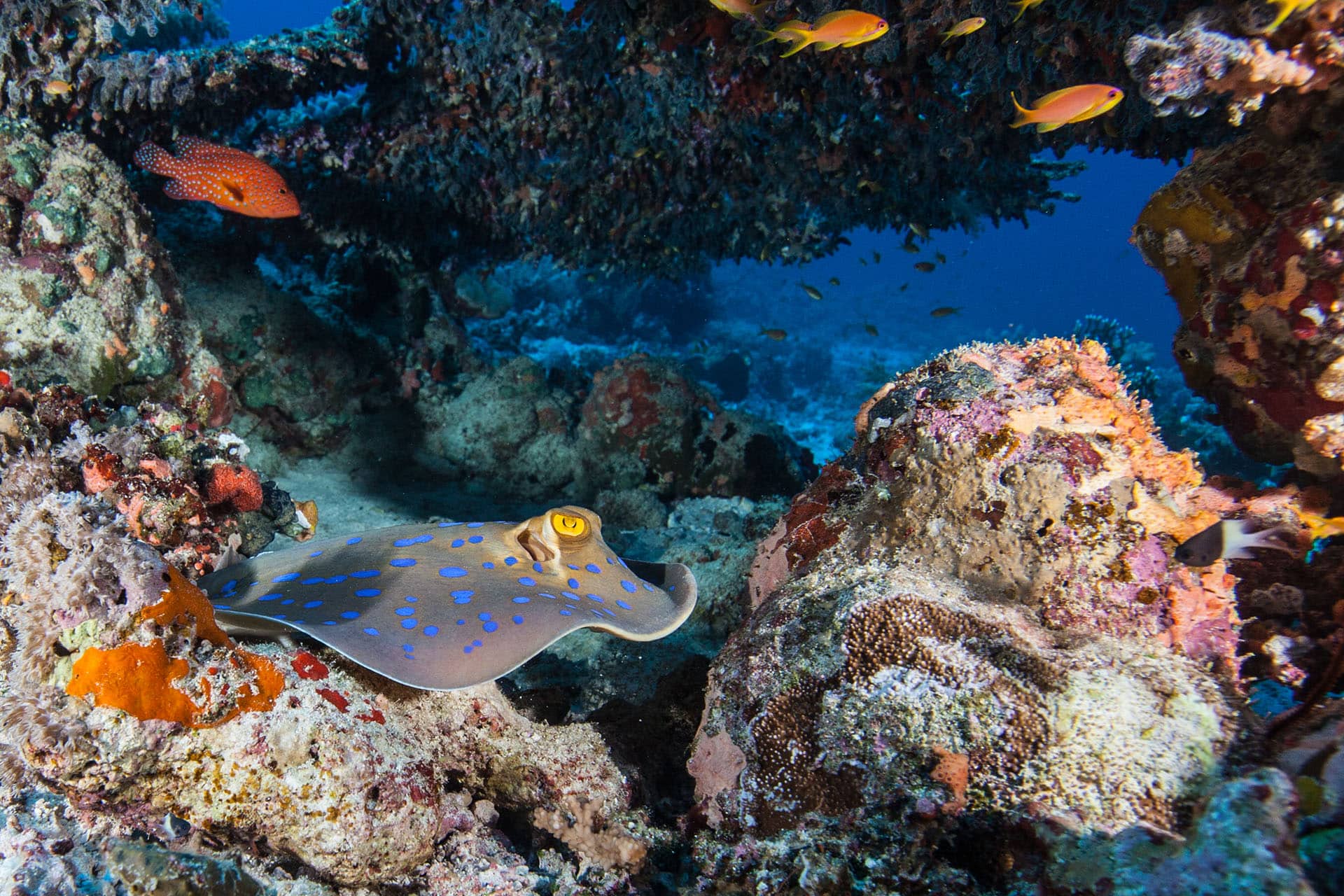 Review Panel - Important Shark Ray Areas