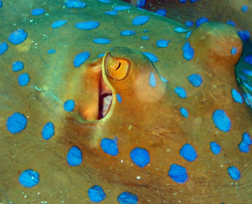 Important Shark and Ray Areas - a IUCN/SSC SSG project