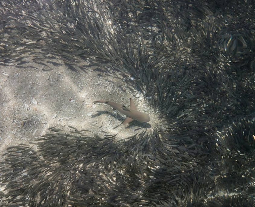 Important Shark and Ray Areas - a IUCN/SSC SSG project